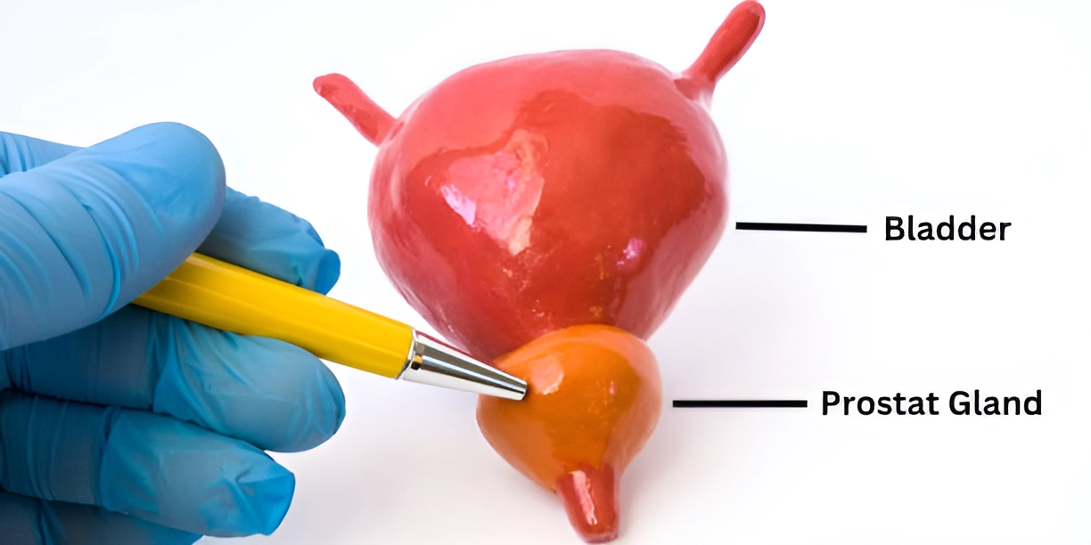 What Is Prostate Massage: Its Benefits & How To Do It?